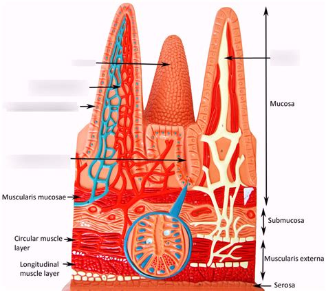 Bio 169 Lab Practical Villus Model Diagram Quizlet
