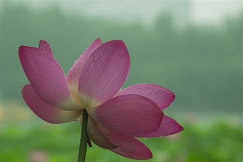 Lotus Flower Plant Pink Free Photo On Pixabay Pixabay