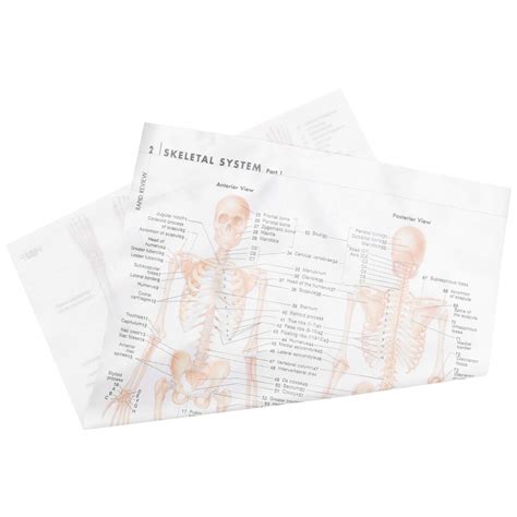 Iplusmile Anatomical Poster Muscle Skeleton Ligaments Of The Joints Anatomy Desertcart Angola