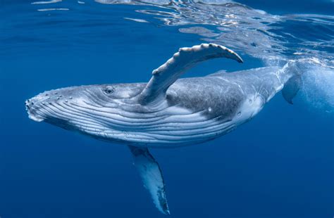 Interesting Facts About Whales Whales Are The Largest Mammals On By