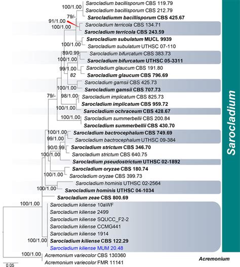 Phylogram Generated From Maximum Likelihood Ml Analysis Based On