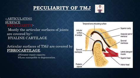 Anatomy Of Tmj And Its Role In Prosthodonticspptx