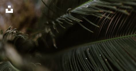 흐릿한 배경을 가진 야자수 잎의 클로즈업 사진 Unsplash의 무료 검정 이미지