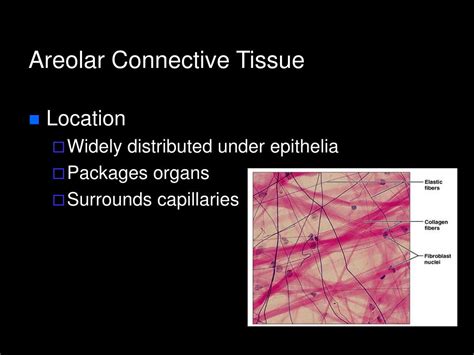 Ppt Histology Powerpoint Presentation Free Download Id 306870