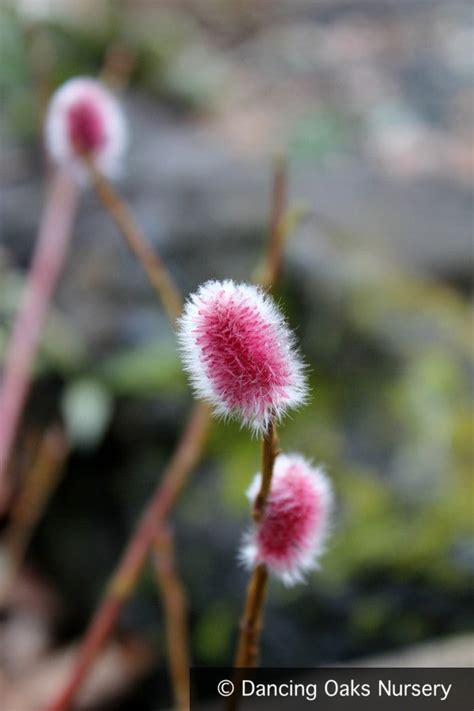 Salix Chaenomeloides Mt Asama Red Pussy Willow Dancing Oaks