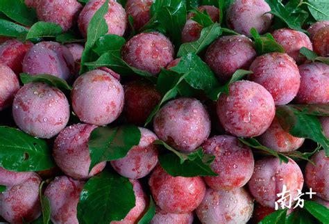 小康拼出来一颗李子的力量 南方网