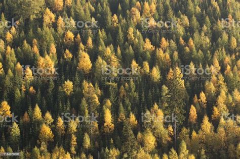 가을 시즌에 일부 낙 엽 나무가 있는 스프루 스와 소나무 숲 가을에 대한 스톡 사진 및 기타 이미지 가을 강 계절 Istock