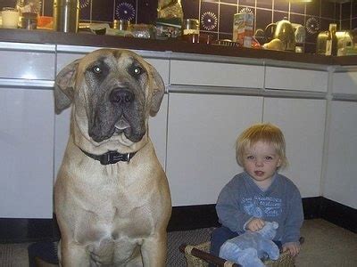 Full Grown Mastweiler