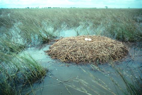 Brolgas Murray Wildlife