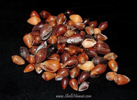 Shellshawaii By Janjira Hawaiian Sea Shells