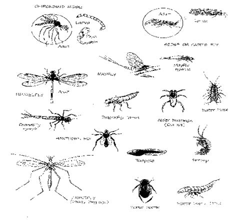 Major Classification Of Flies Gwent Angling Society