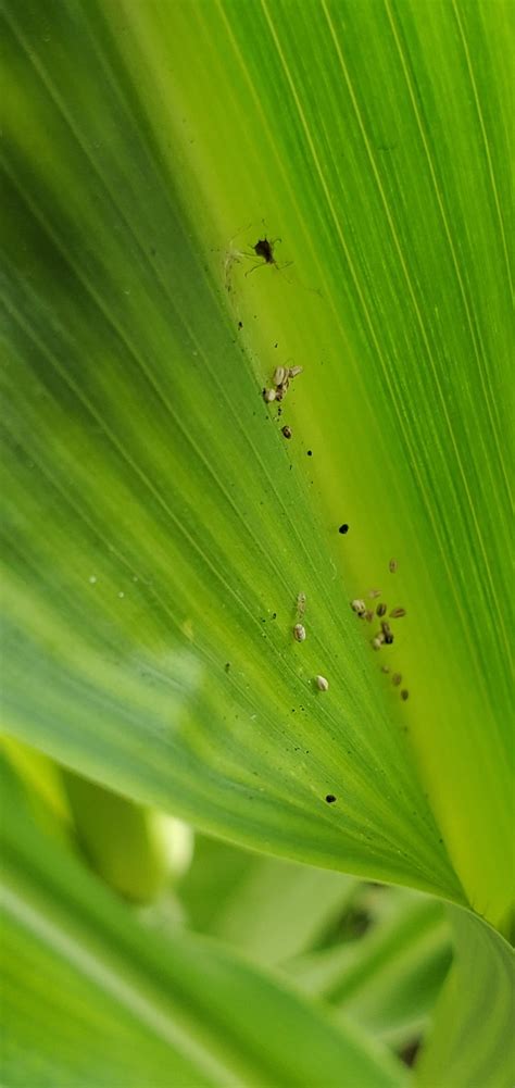 Are These Aphids Weird Eggs On Corn Rgardening