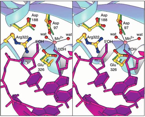 Stereoview Of The Active Site Of Tn5 Transposase Transposase Is Shown Download Scientific