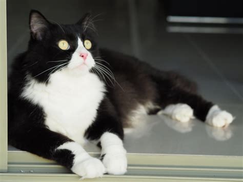 Tuxedo Ragdoll Cat Info Pictures Facts And History Pangovet