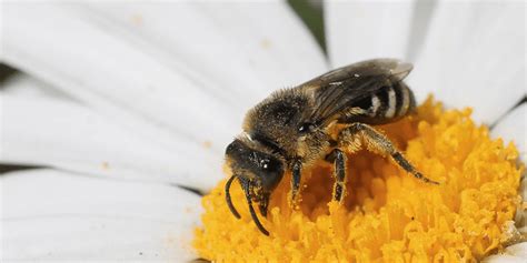 Leafcutter Bees Summers Version Of The Mason Royal City Nursery Blog