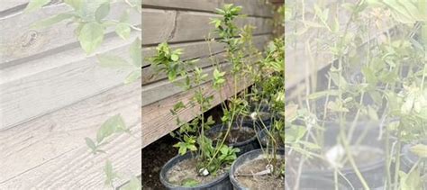 Саженцы голубики купить в Севастополе Товары для дома и дачи Авито