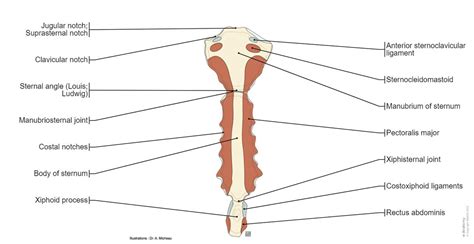 Thoracic Wall And Breast Normal Anatomy E Anatomy