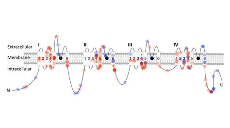 FamilieSCN A Foundation What Is SCN A