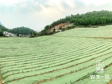 【农业科普】什么是全生物降解地膜？ 知乎