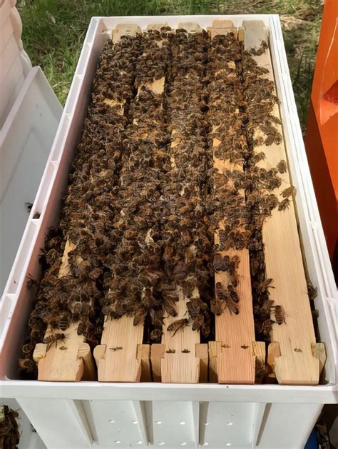 Nucleus Of Bees Adelaide Bee Sanctuary