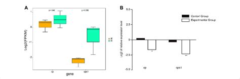 Gene Expression In The Lungs A Expression Of Cp And Cps1 Genes In Download Scientific