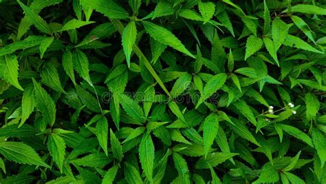 A Random Grass On The Nature Stock Image Image Of Nature Green