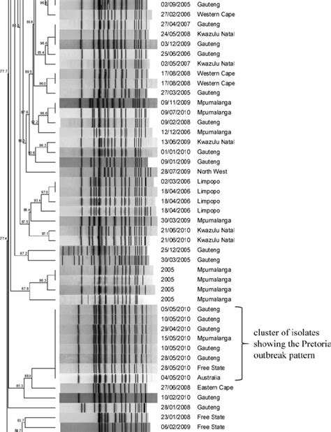 Section Of A Dendrogram Of Pfge Fingerprint Patterns Xba I Digestion