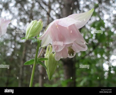 A Photo Of An Aquilegia Flower Colloquially Known As Columbine In