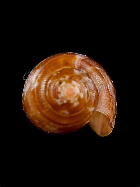 Conus Obscurus Gem 286 Mm Thelsica