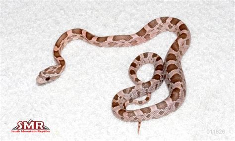 13 ♂ Heliconia Corn Snake By South Mountain Reptiles