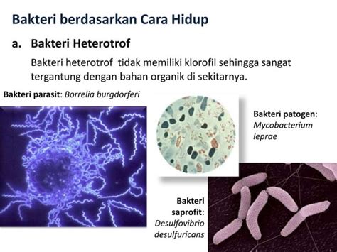 Bab 3 Archaebacteria Dan Eubacteriapptx Free Download