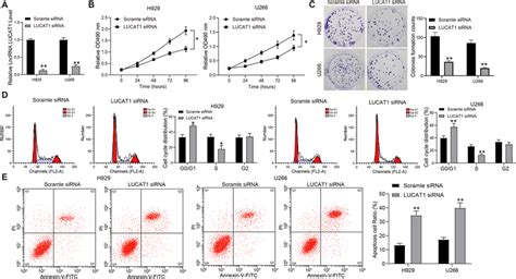 Long Noncoding Rna Lncrna Lucat1 Downregulation Restricts