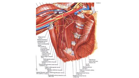 Pecs Block Serratus Plane Block With Literature Review When And How Pptx