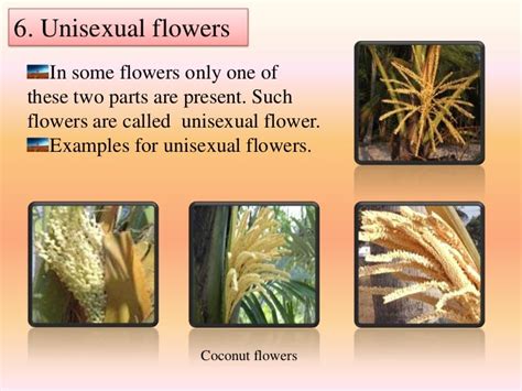 What Is The Difference Between Unisexual Flower And Bisexual Flower At