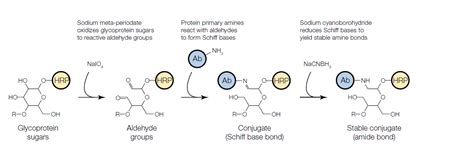 Protein Protein Conjugation Techniques And Methods Scigine