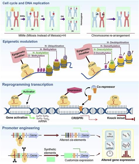Hanaa Fayed On Linkedin Crispr Engineering Of Dna Related Processes‼ Crispr Tools Can Be Used To…