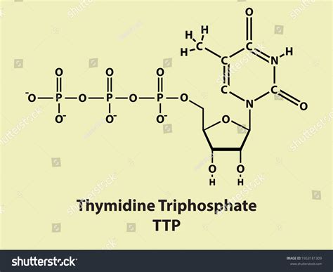 Thymidine Triphosphate Ttp Biomolecule Strcuture On Stock Vector