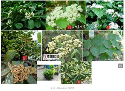 荚蒾叶海桐 Pittosporum viburnifolium 拉丁名学名属名科名植物生活型图片