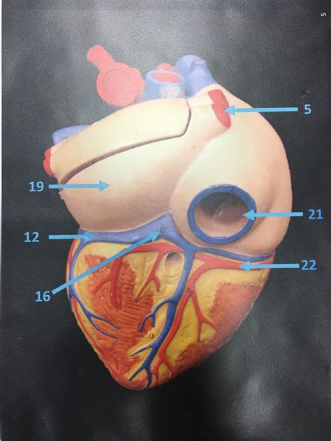 Heart 4 Diagram Quizlet