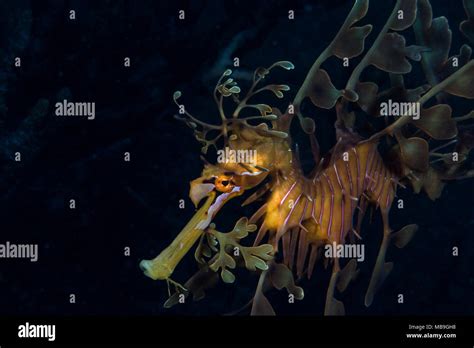 Leafy Sea Dragon A Beautiful And Elegant Creature You Can Only Found