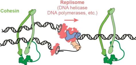 Dnas Double Act How Genetic Copies Stick Together During Replication
