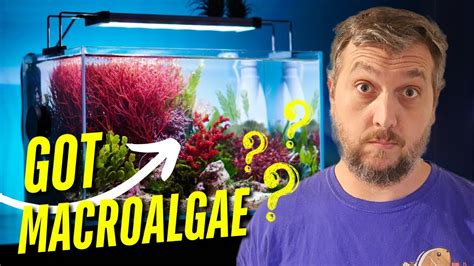 How To Really Use Macroalgae To Benefit Your Aquarium Youtube