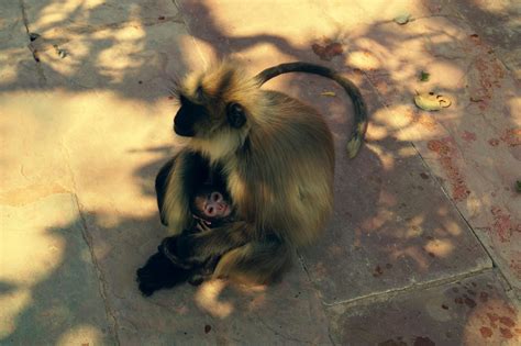 Chetan Menaria Photography