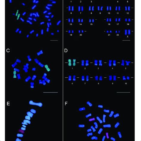 Pdf Plant Chromosome Specific Probes By Microdissection Of A Single Chromosome Is That A Reality