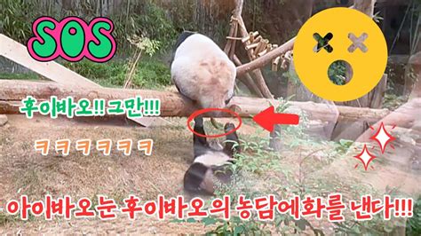 에버랜드 판다월드 2024년 5월 13일 맙소사 😱 아이바오 엄마는 고구마를 생산하던 중 후이바오의 공격을 받아 화를 냈습니다 ㅋㅋㅋㅋㅋㅋ 🤣🤣🤣 Youtube