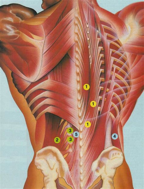 How To Strengthen Back Extensor Muscles At Justin Salgado Blog