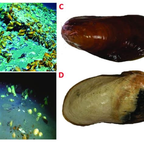 The Heatmap Of Ko Groups Predicted By Picrust Analysis In G Haimaensis