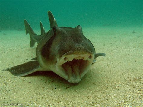 Types Of Sharks