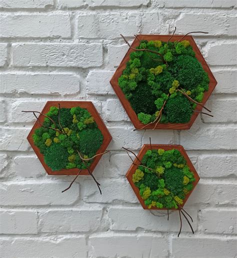 Декор з моху Соти з мохом на стіну набір з 3 шт Id 1154680067 ціна 2000 ₴ купити на Prom Ua