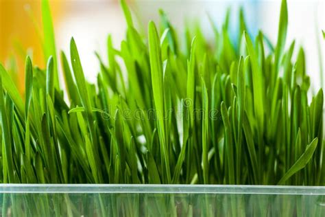 Fresh Grass Indoors Stock Image Image Of Cool Brown 35708697